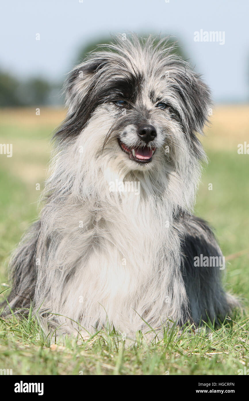 Dog Pyrenean Shepherd adult blue merle lying portrait Stock Photo - Alamy