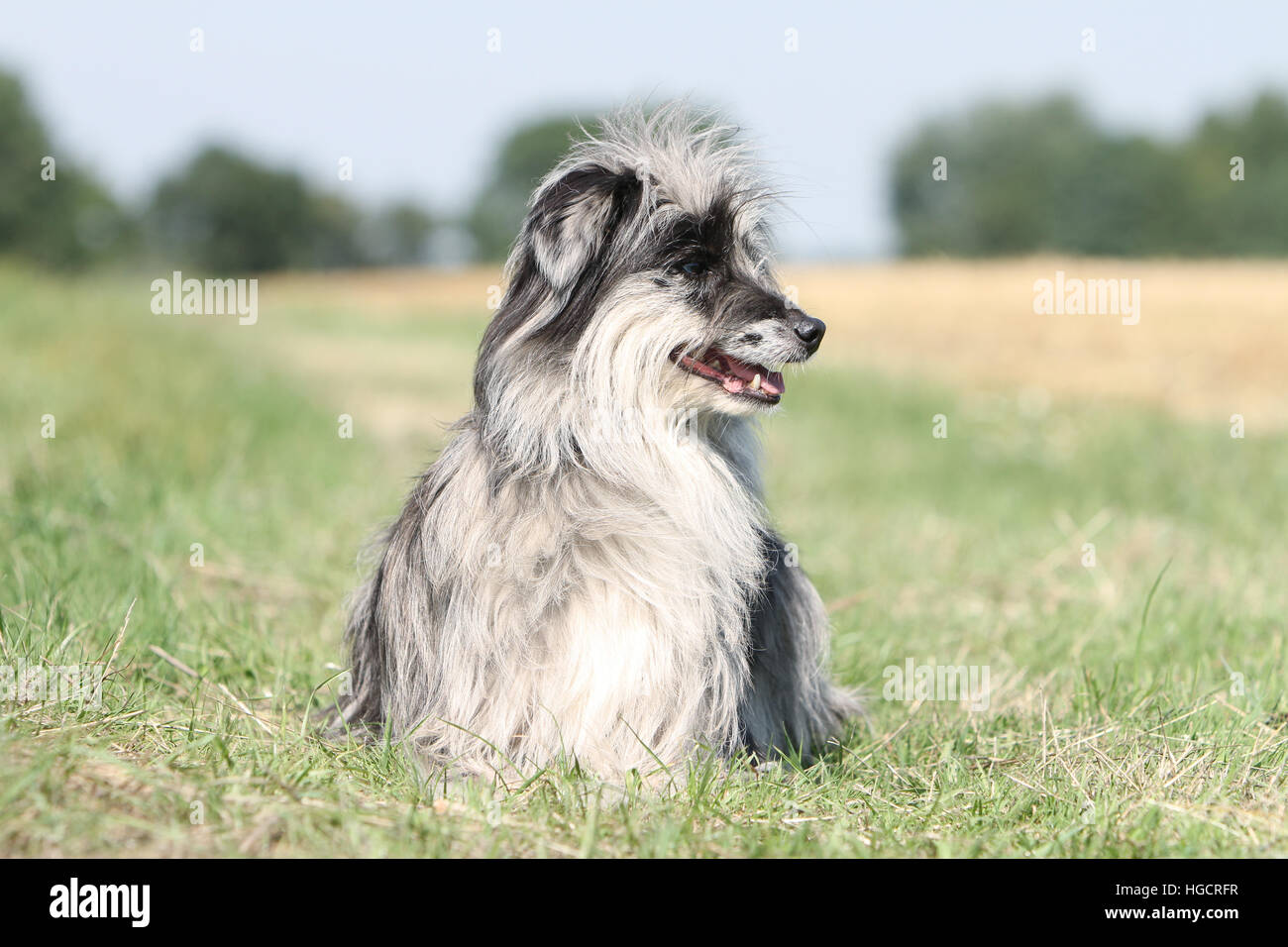 Blue merle face hi-res stock photography and images - Alamy