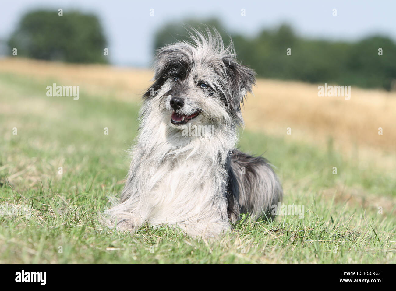 Blue merle face hi-res stock photography and images - Alamy