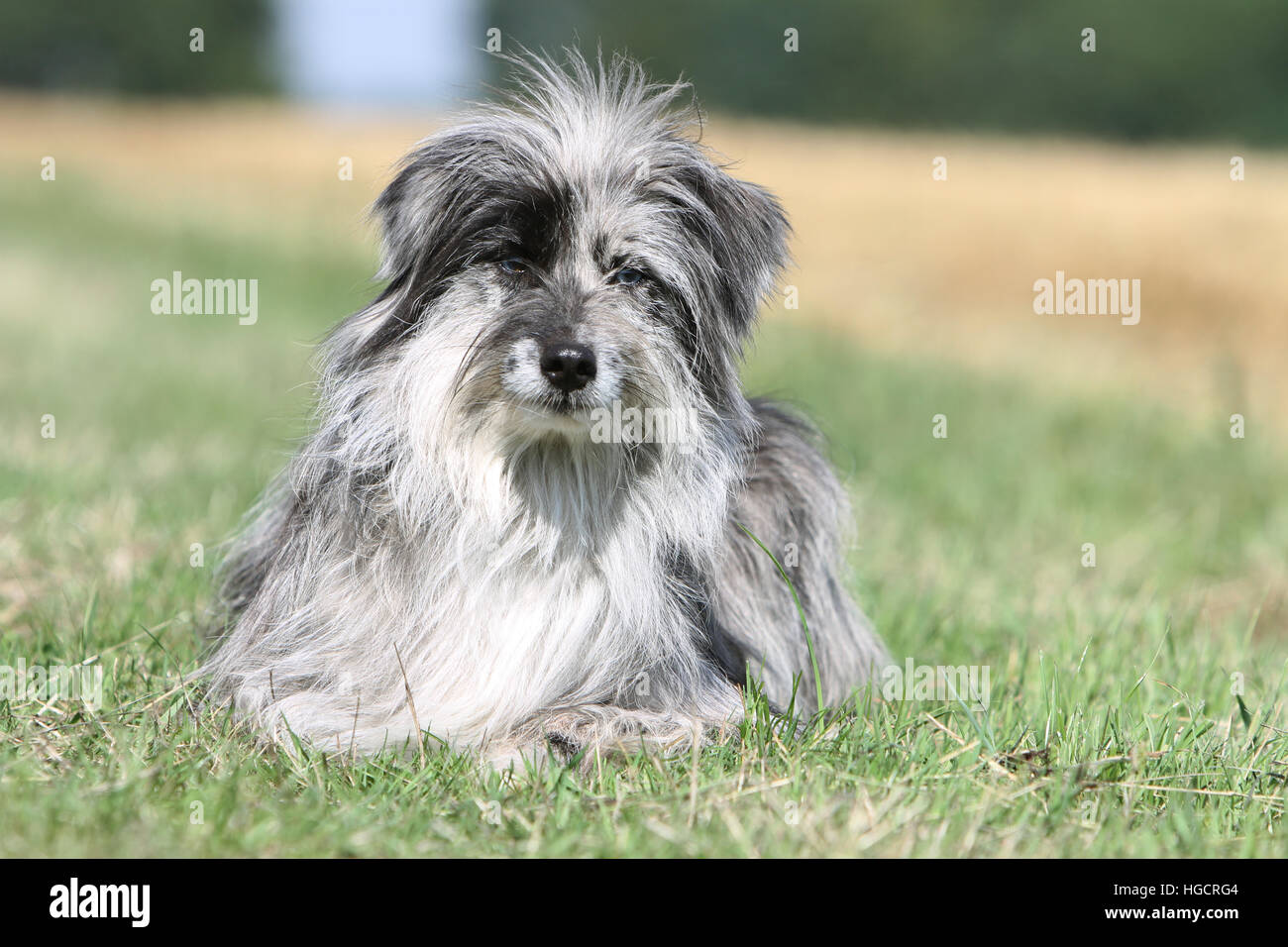 Dog Pyrenean Shepherd adult adults lying in a meadow blue merle face ...