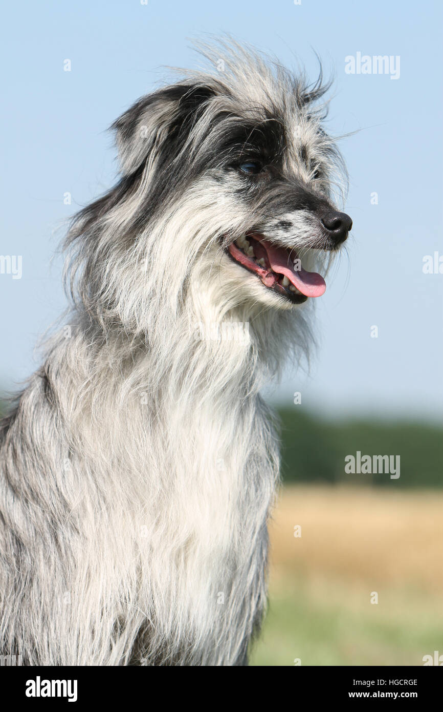 Dog Pyrenean Shepherd adult blue merle sitting portrait Stock Photo - Alamy