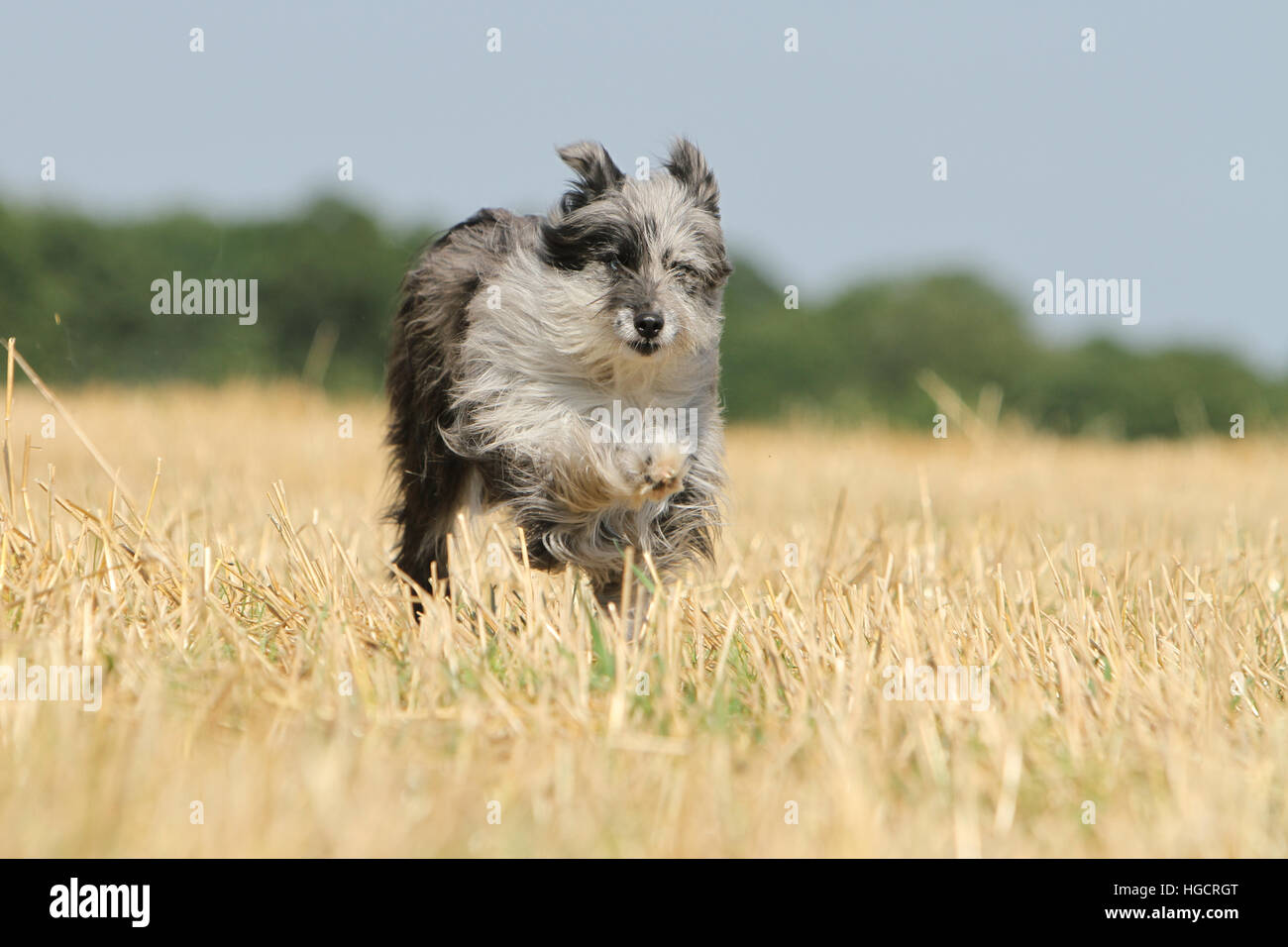 Dog Pyrenean Shepherd adult blue merle running In a straw field face ...