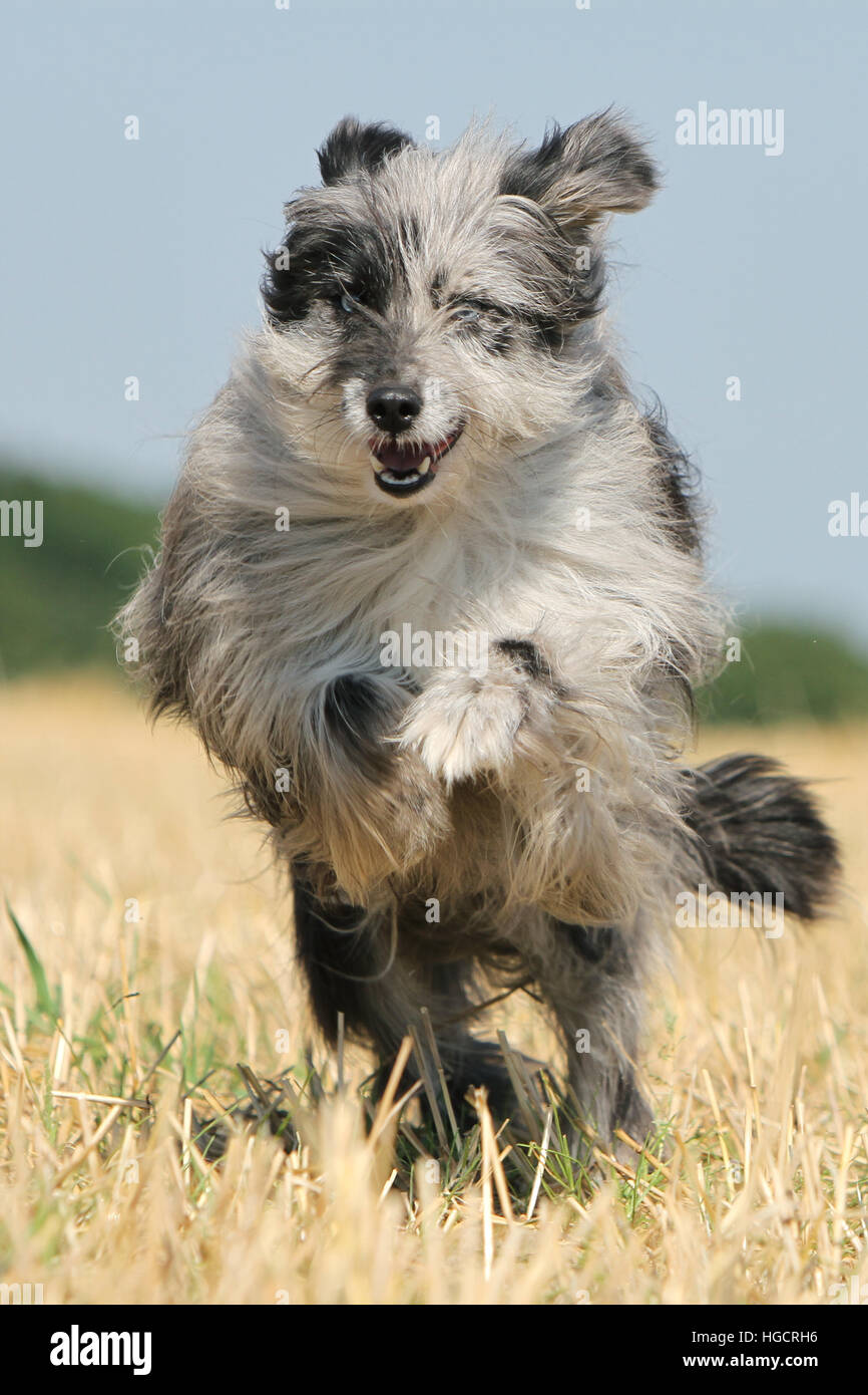 Dog Pyrenean Shepherd adult blue merle running In a straw field face ...