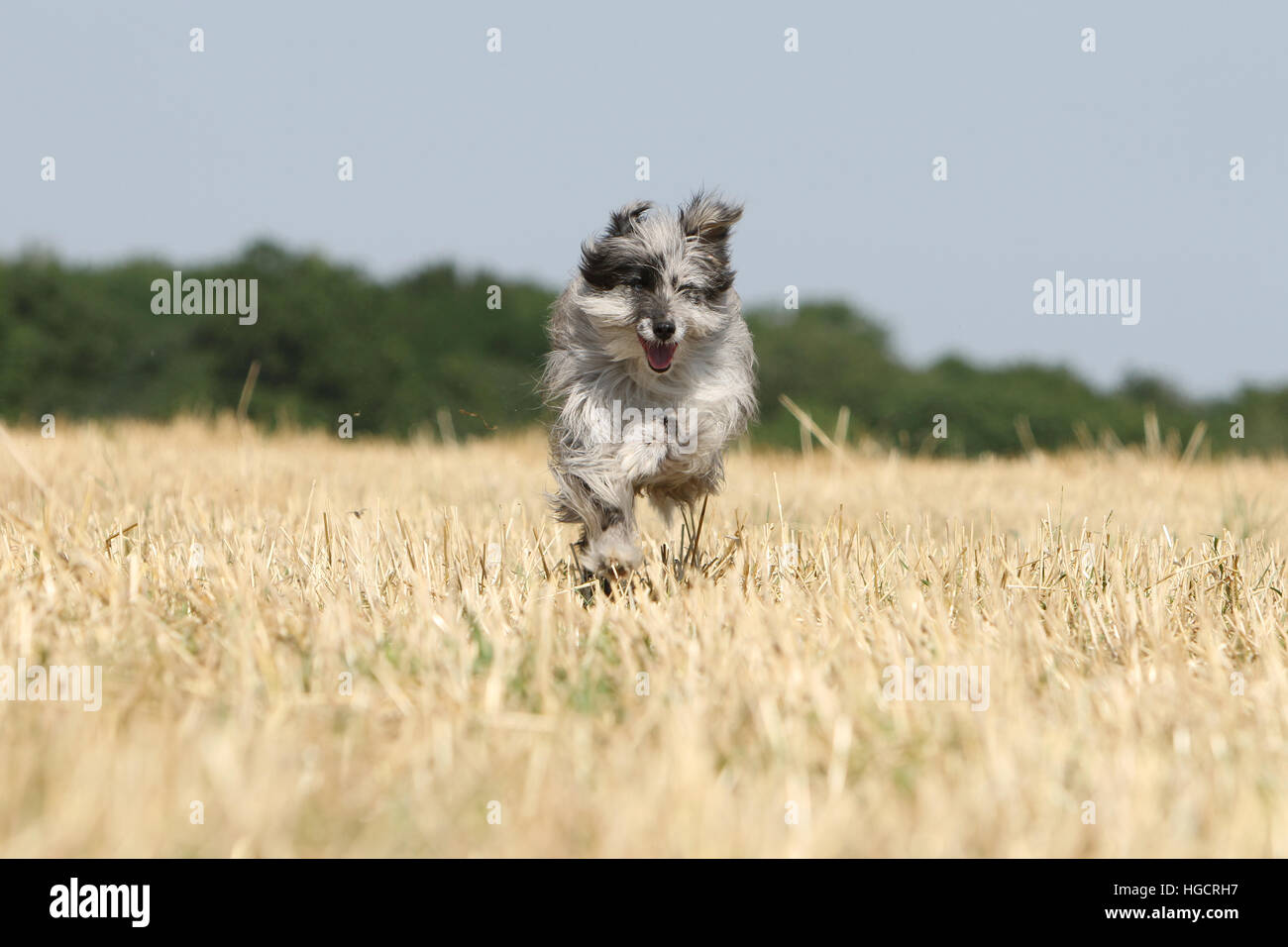 Dog Pyrenean Shepherd adult blue merle running In a straw field face ...