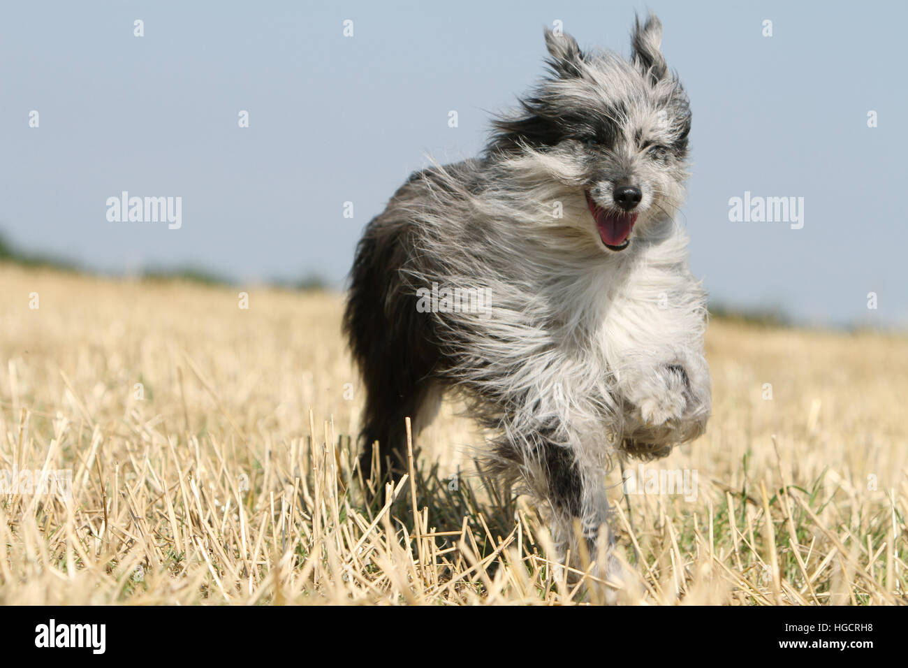 Dog Pyrenean Shepherd adult blue merle running In a straw field face ...