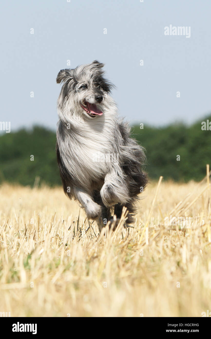 Dog Pyrenean Shepherd adult blue merle running In a straw field face ...