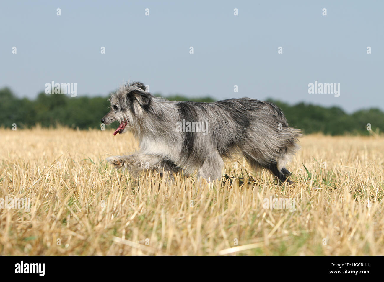 Dog Pyrenean Shepherd adult blue merle running In a straw field profile ...