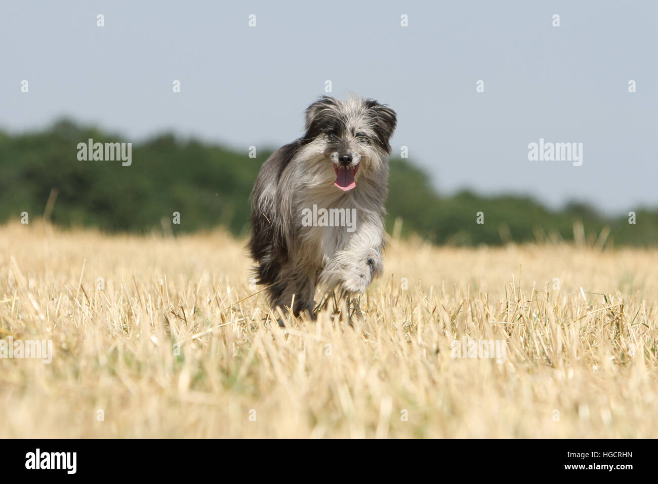Dog Pyrenean Shepherd adult blue merle running In a straw field face ...