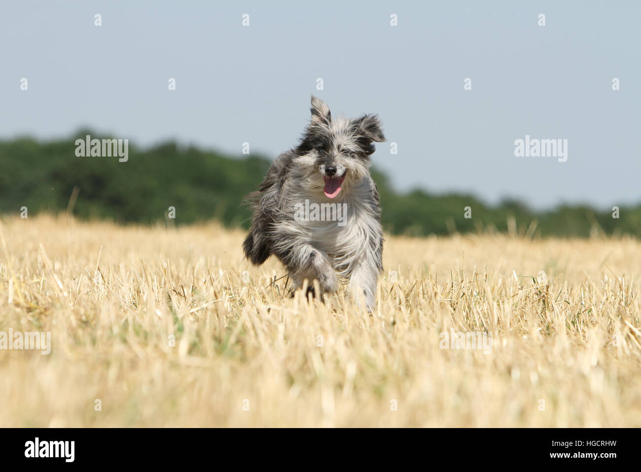 Dog Pyrenean Shepherd adult blue merle running In a straw field face ...