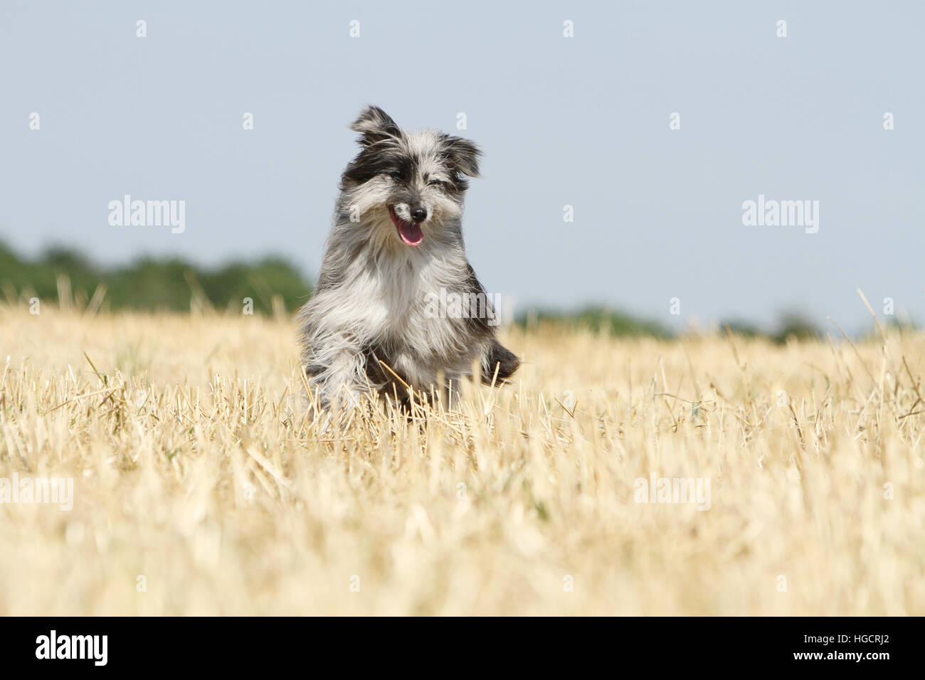 Smooth faced pyrenean sheepdog hi-res stock photography and images - Alamy