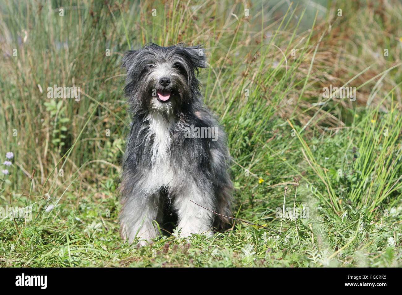 Shep herding hi-res stock photography and images - Alamy