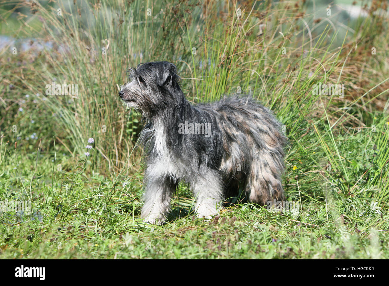 Flyball breeds hi-res stock photography and images - Alamy