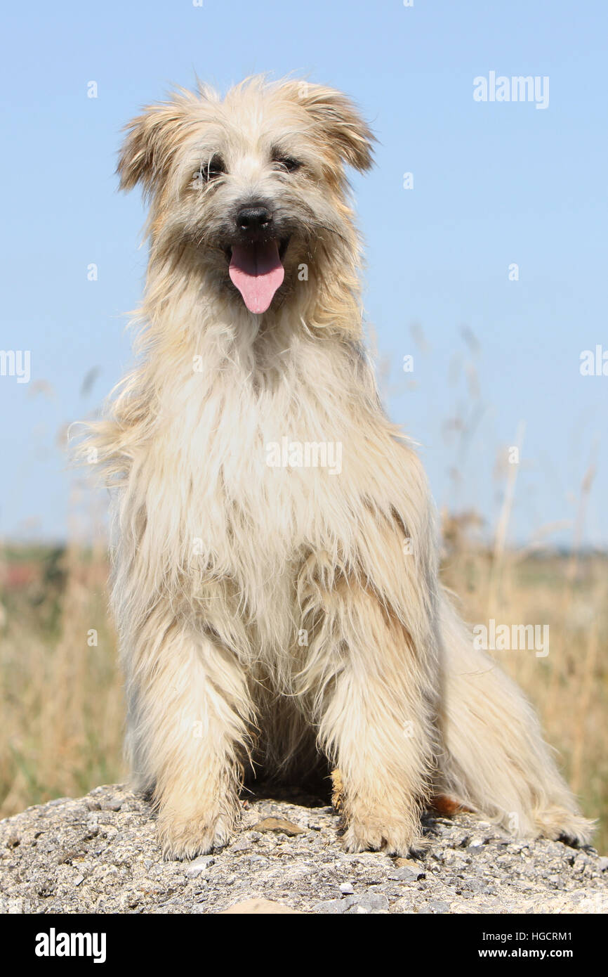 Smooth faced pyrenean sheepdog hi-res stock photography and images - Alamy