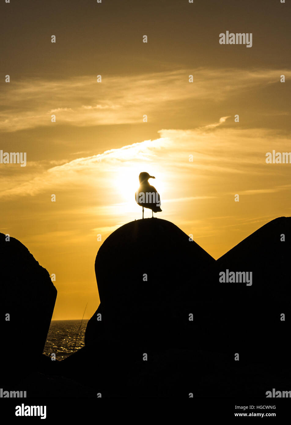 Seagull at sunset Stock Photo - Alamy