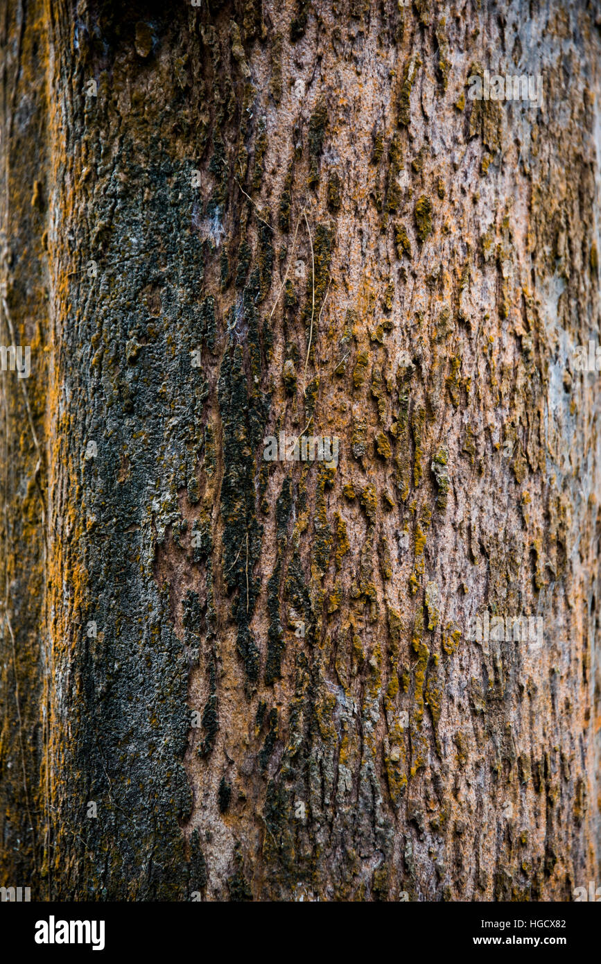 Tree Trunk Texture Stock Photo - Alamy