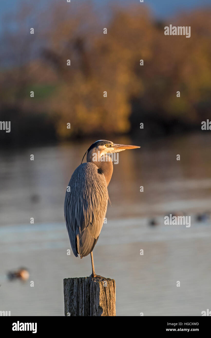 Bird large heron on dock pier perch overlooking park lake during the ...