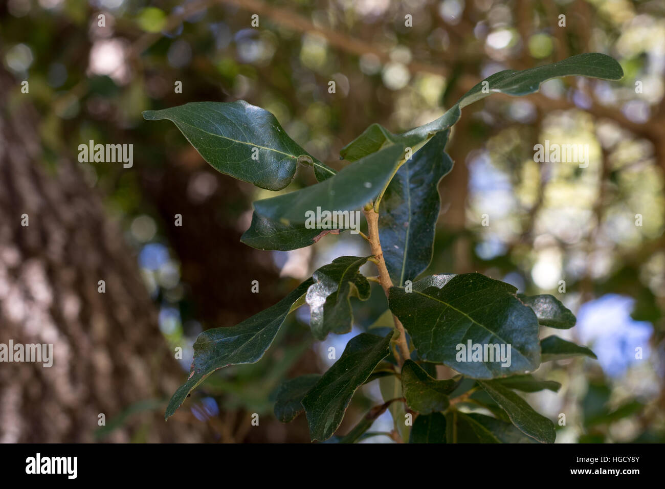 Twig and leaf hi-res stock photography and images - Alamy