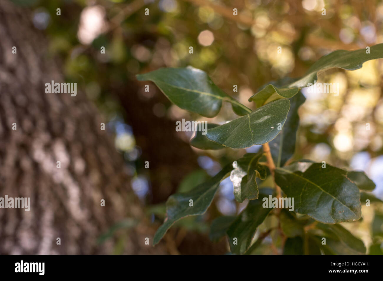 Closeup of a tree hi-res stock photography and images - Alamy