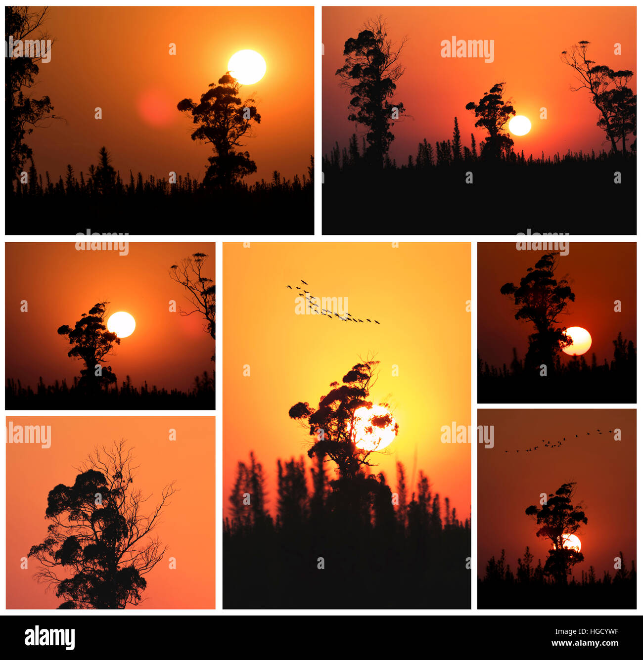 Collage nature sunset, tree at orange sunset Stock Photo - Alamy