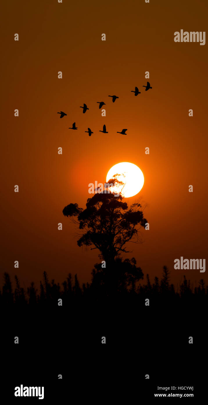 sun down and tree with birds Stock Photo - Alamy