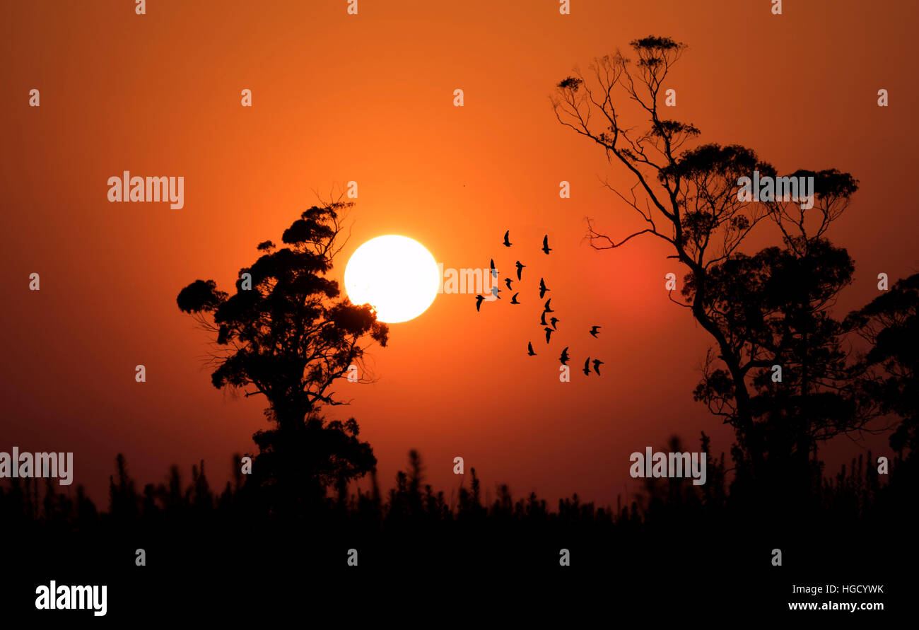 sun down and tree with birds Stock Photo - Alamy