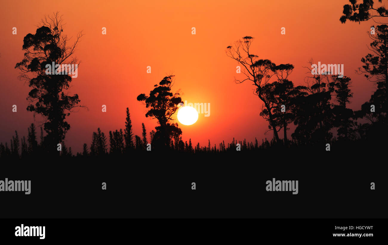Sunset behind the forest Stock Photo - Alamy