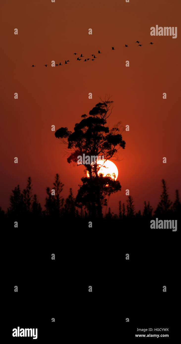 sun down and tree with birds Stock Photo - Alamy
