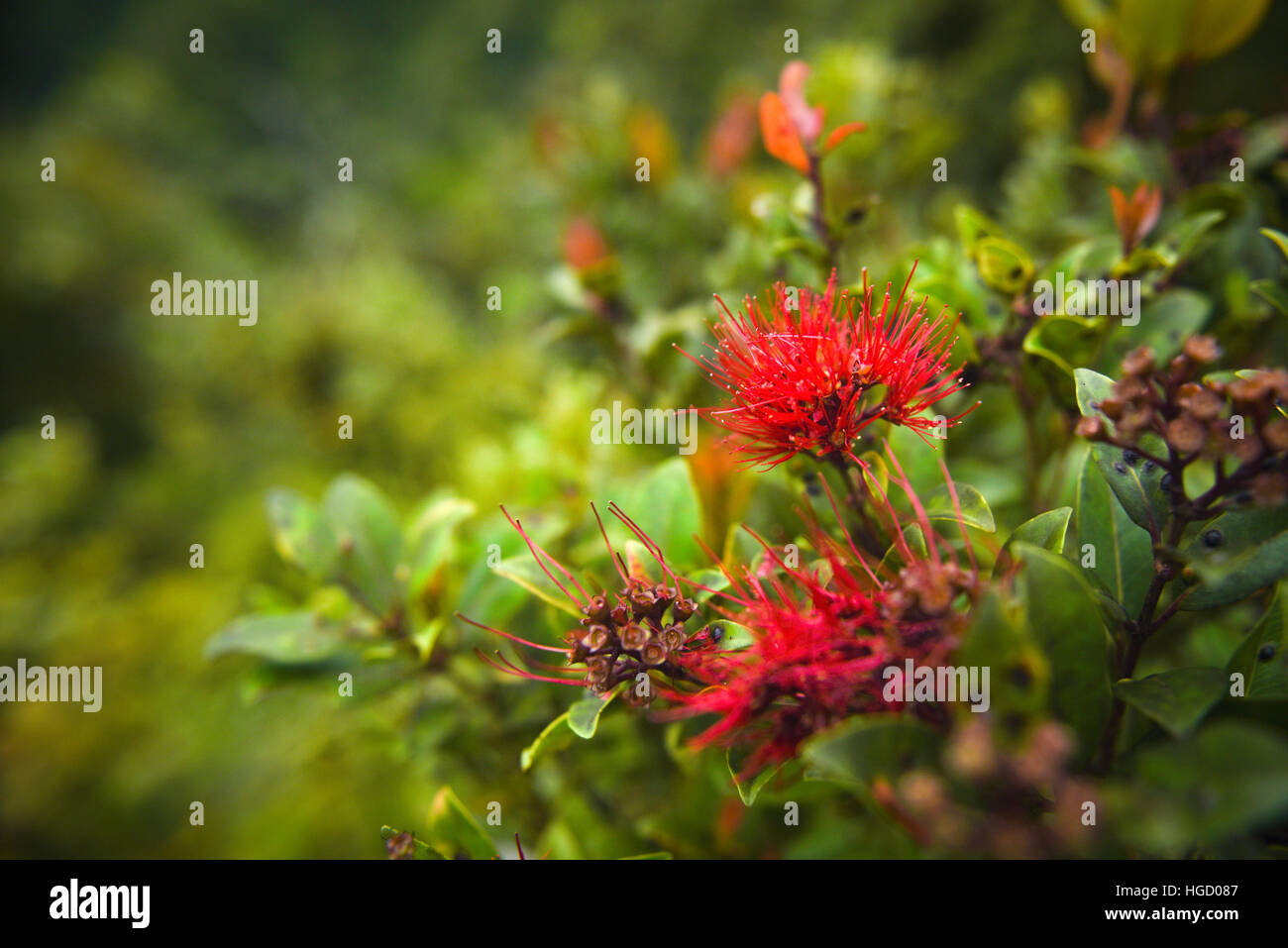 Ohia lehua blossom hi-res stock photography and images - Alamy