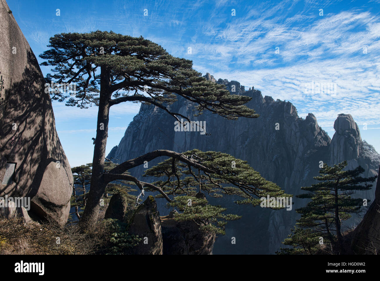 Huangshan pine hi-res stock photography and images - Alamy