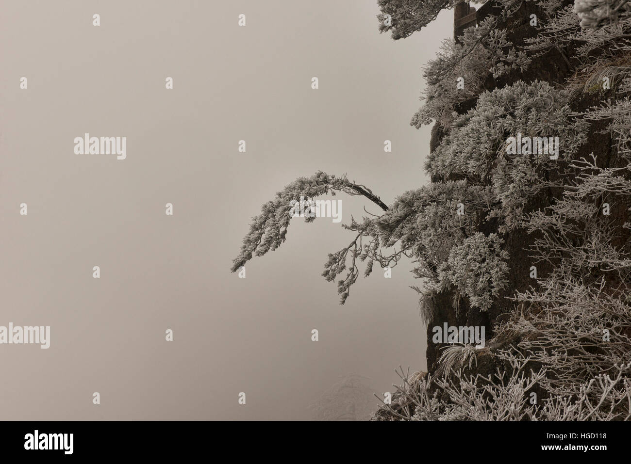 Lone tree china hi-res stock photography and images - Alamy