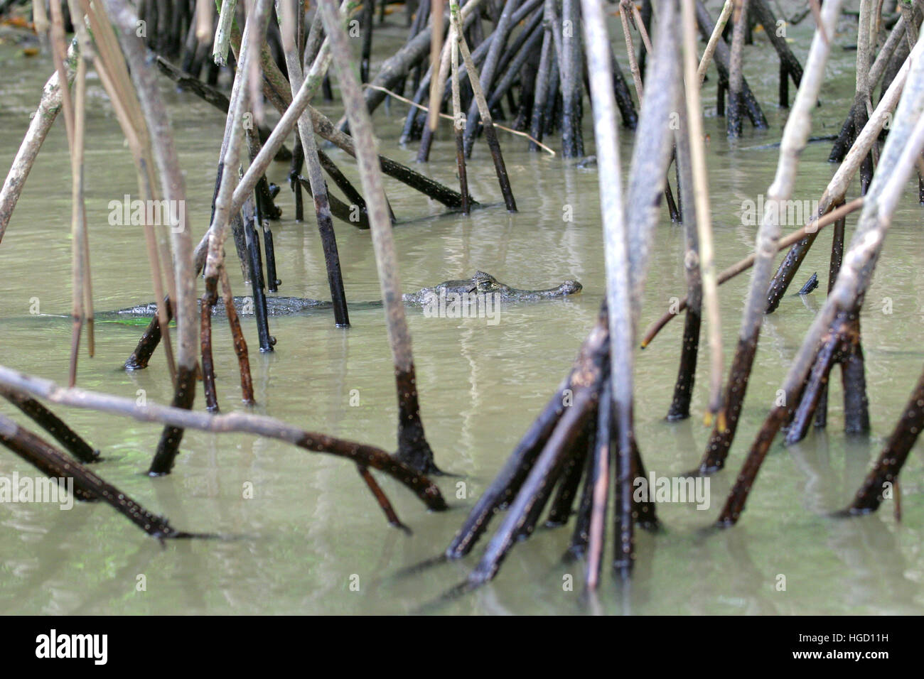 Caiman hunting hi-res stock photography and images - Alamy