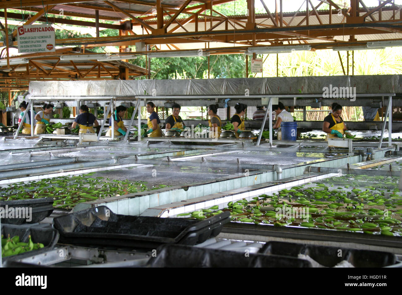 Costa Rican workers in a Del Monte banana packing plant Stock Photo - Alamy