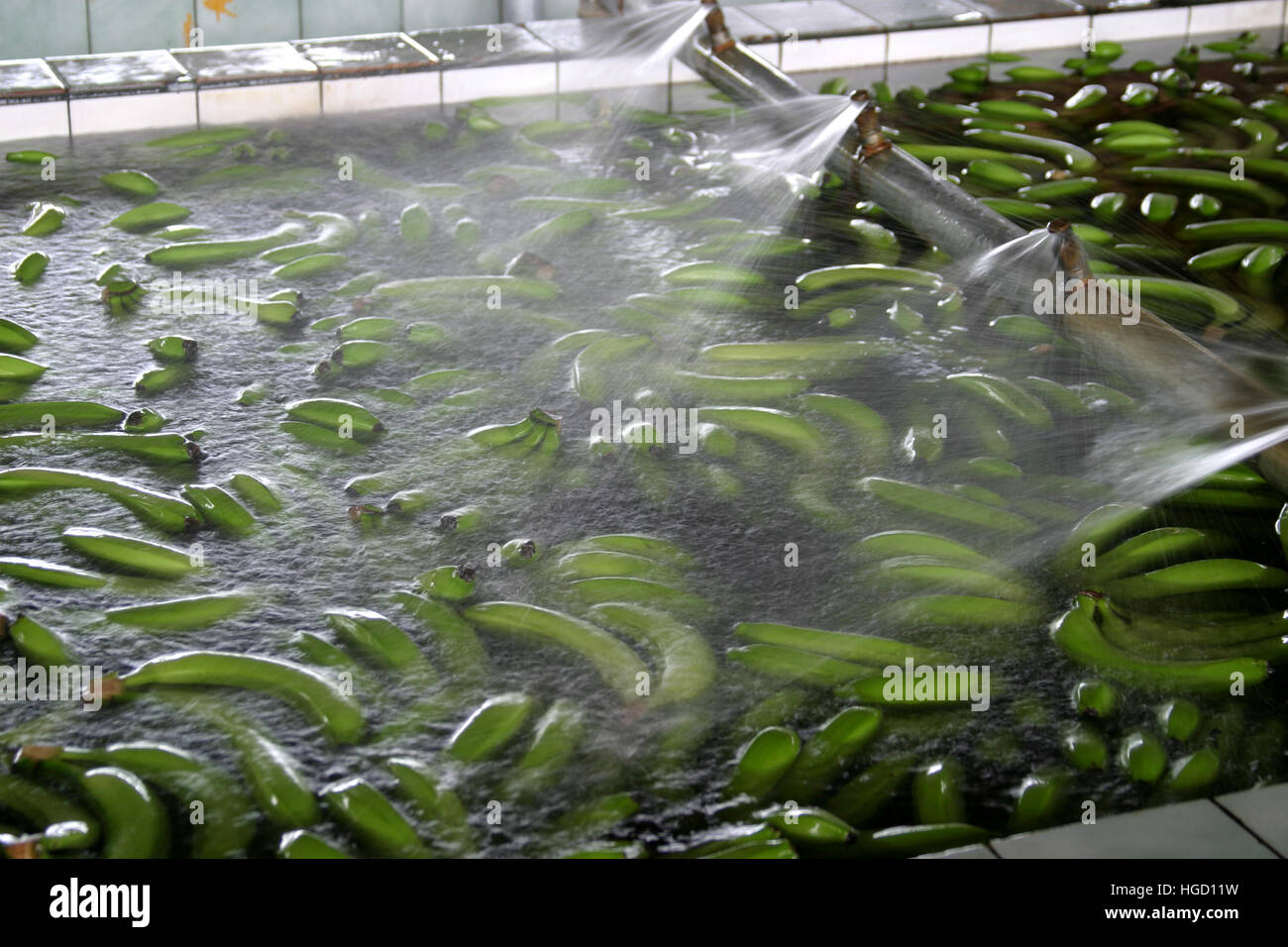 Caribbean bananas plantation hi-res stock photography and images - Alamy