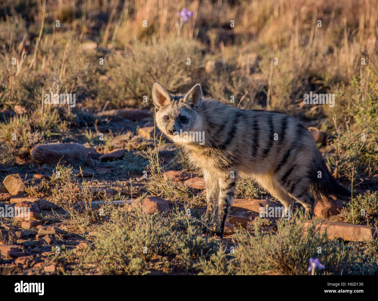 Aardwolf hi-res stock photography and images - Alamy