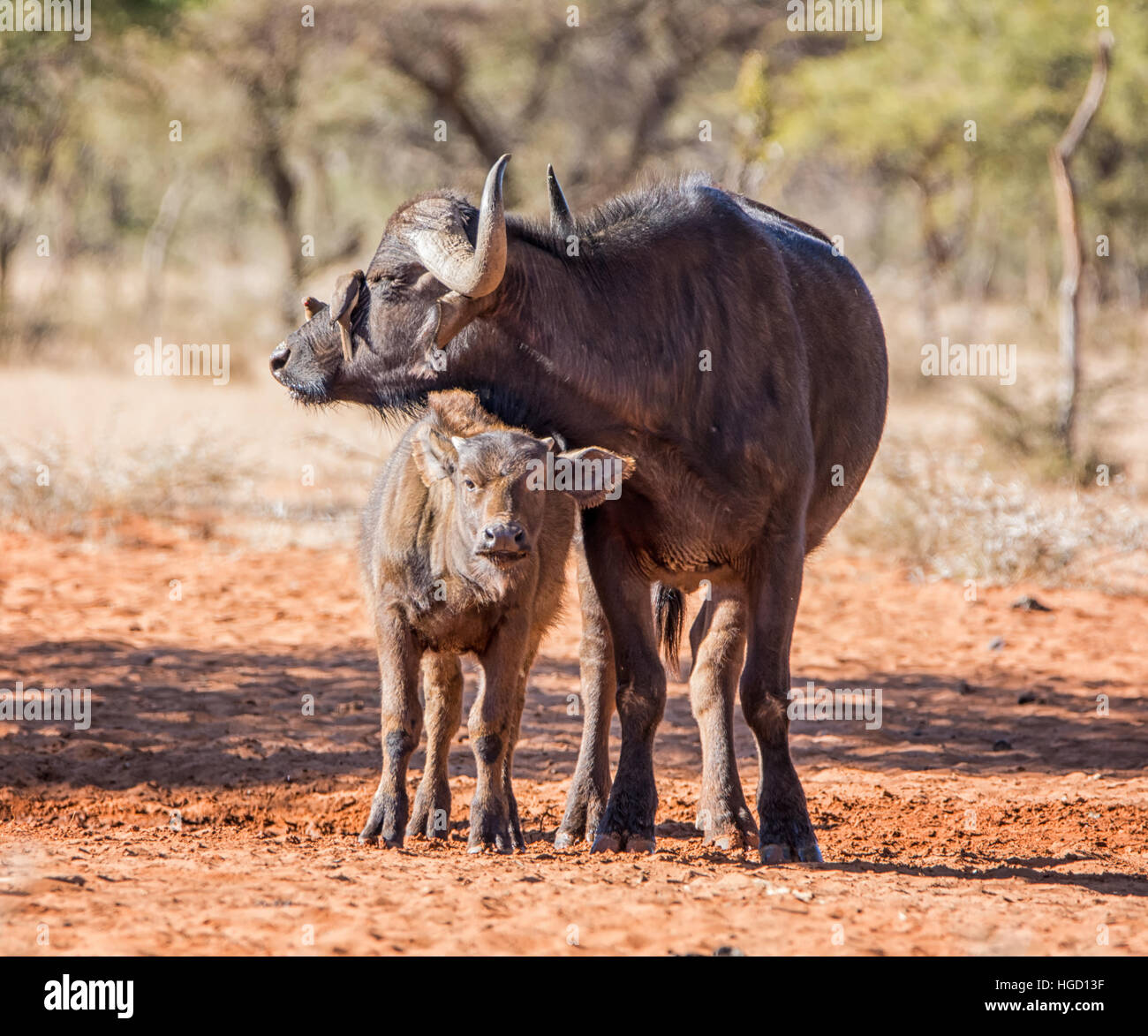 African Buffalo mother and calf Stock Photo - Alamy