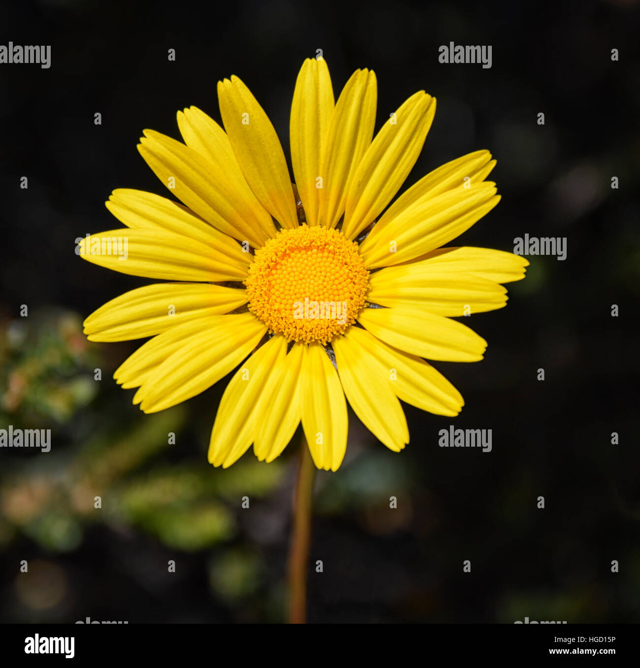 A yellow African Daisy on a dark background Stock Photo - Alamy
