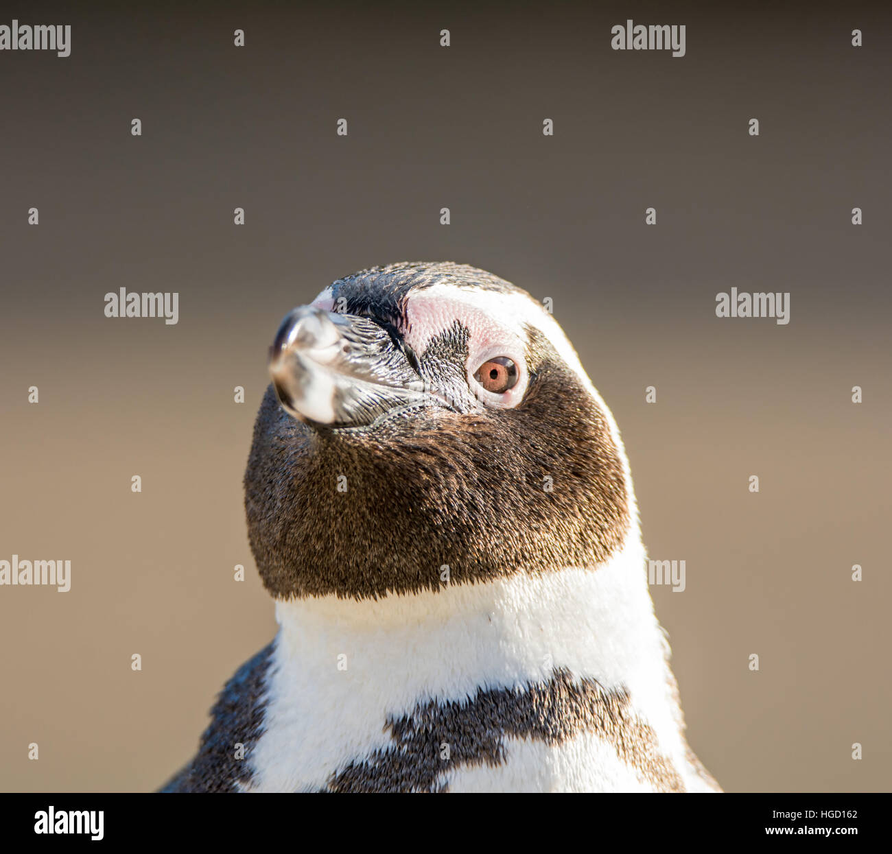 Penguins Face High Resolution Stock Photography and Images - Alamy