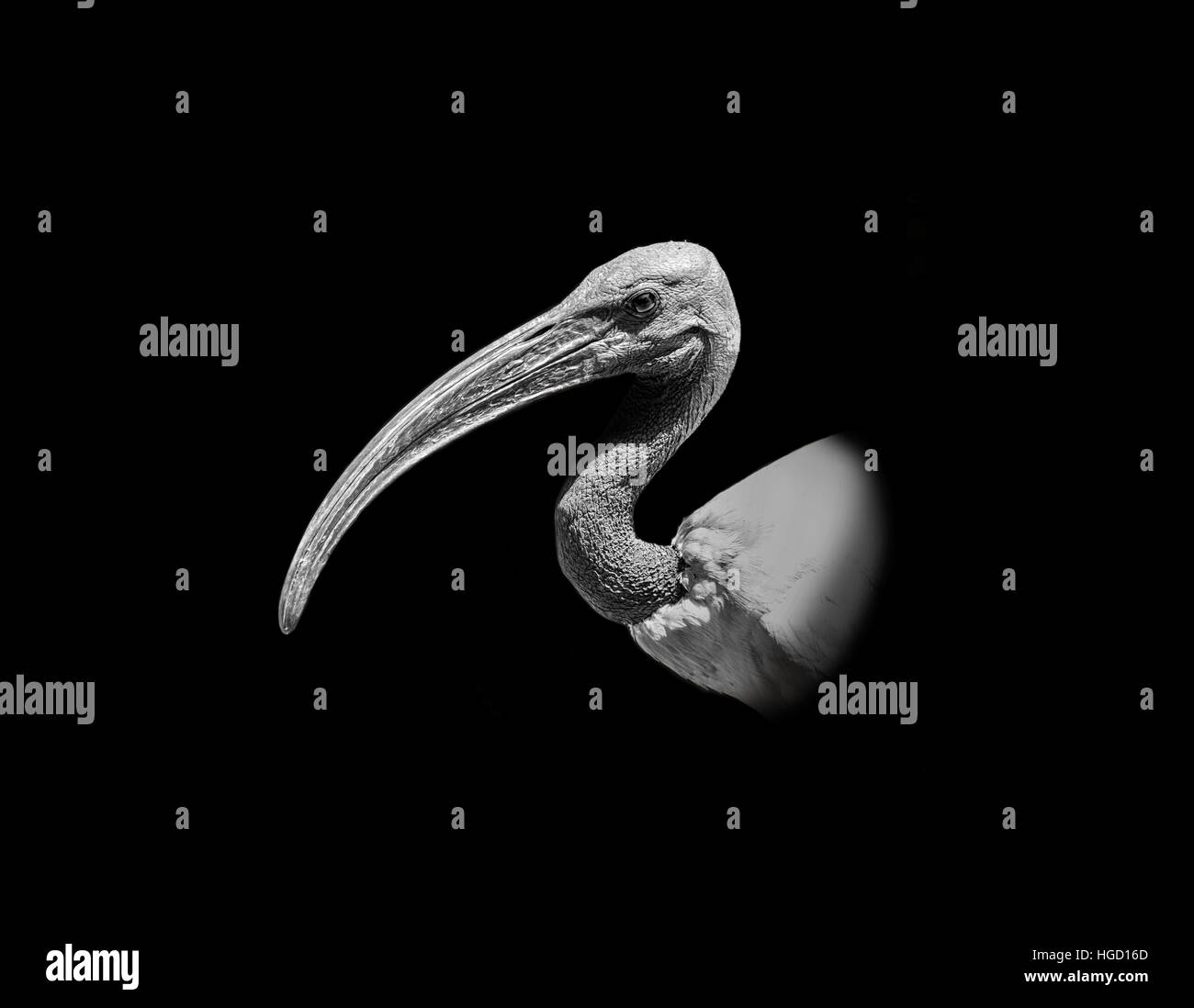 Closeup monochrome side profile of an African Sacred ibis Bird Stock ...
