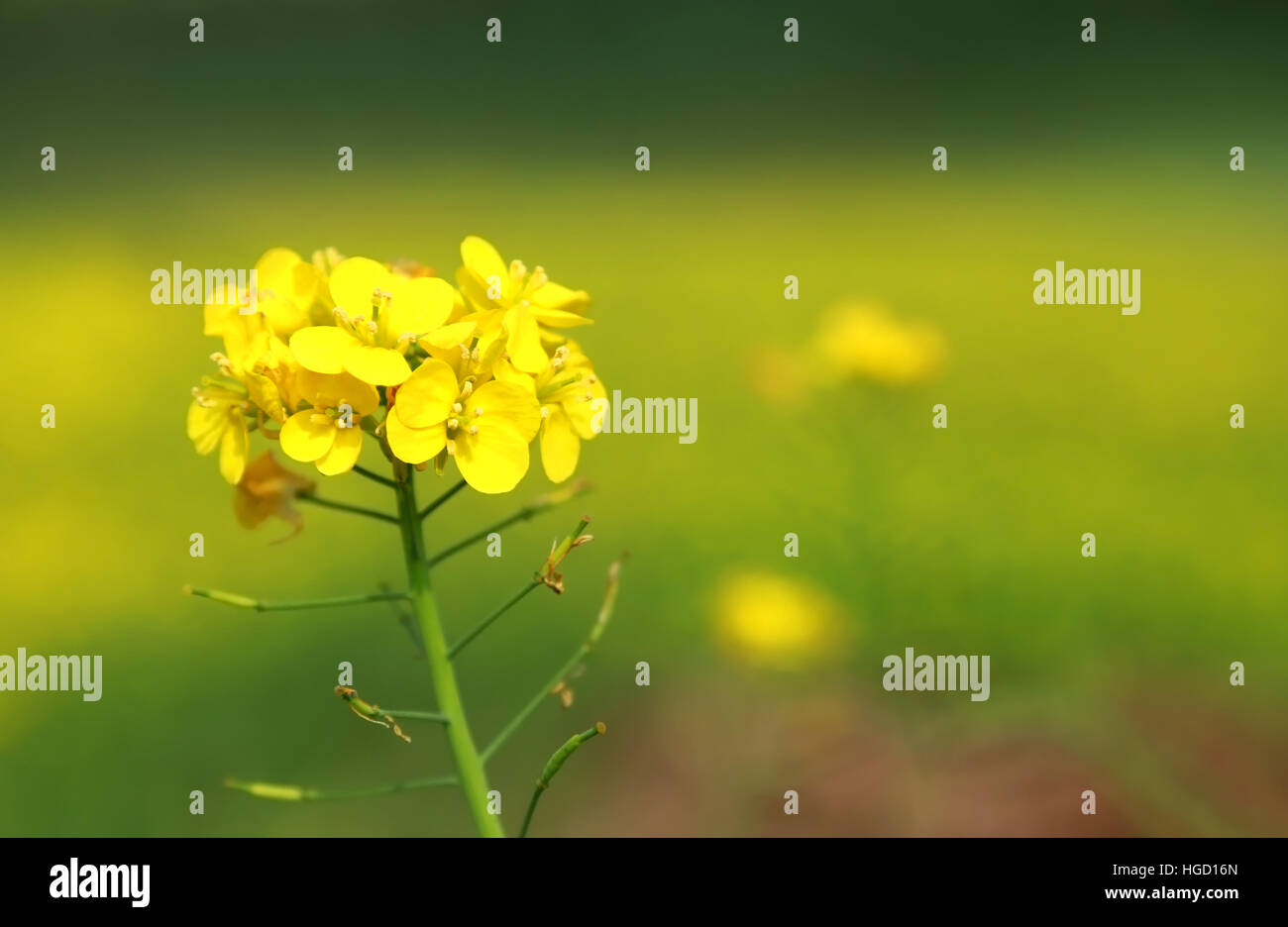 Beauty mustard flowers hi-res stock photography and images - Alamy