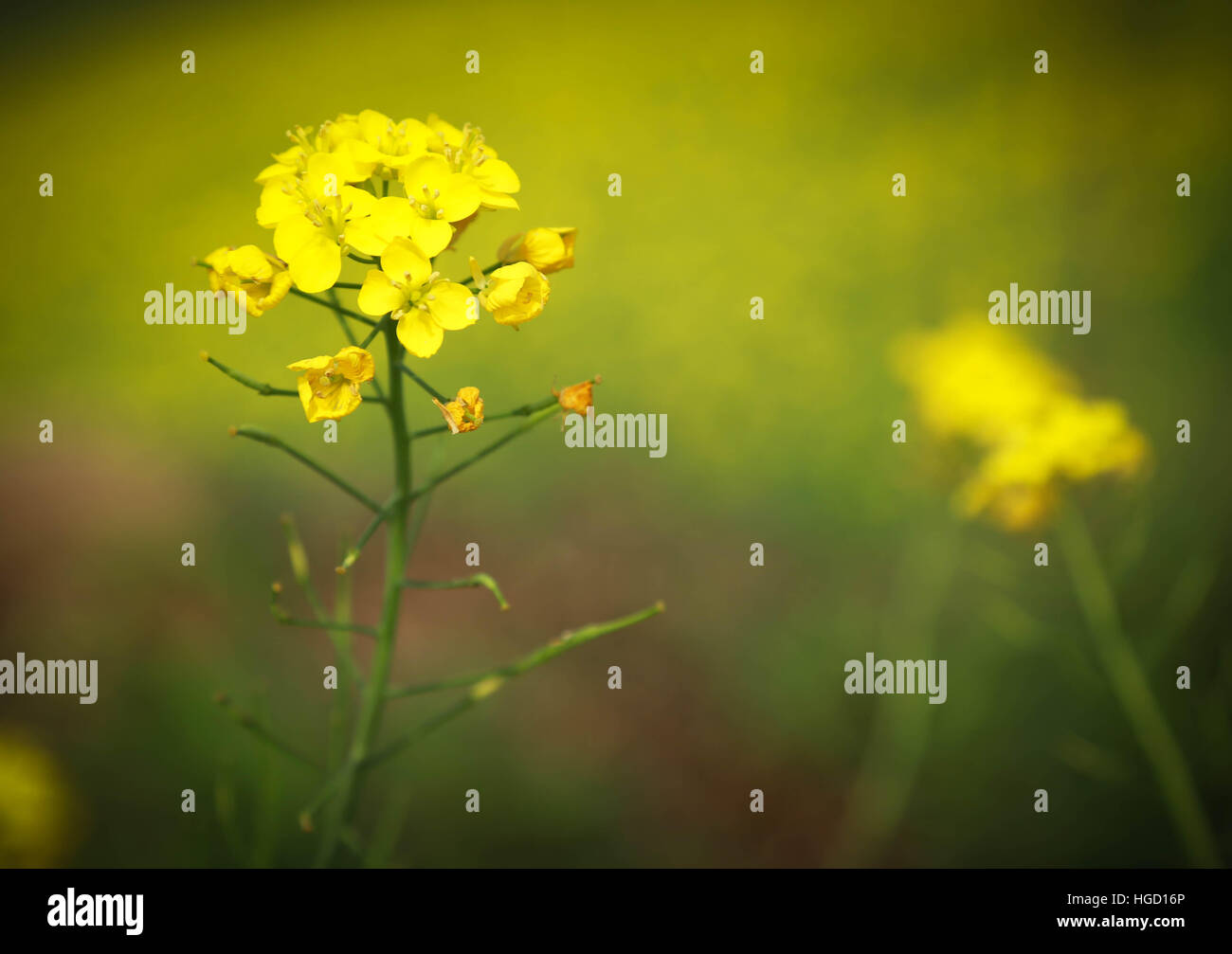 Bangladeshi mustard flower hi-res stock photography and images - Alamy