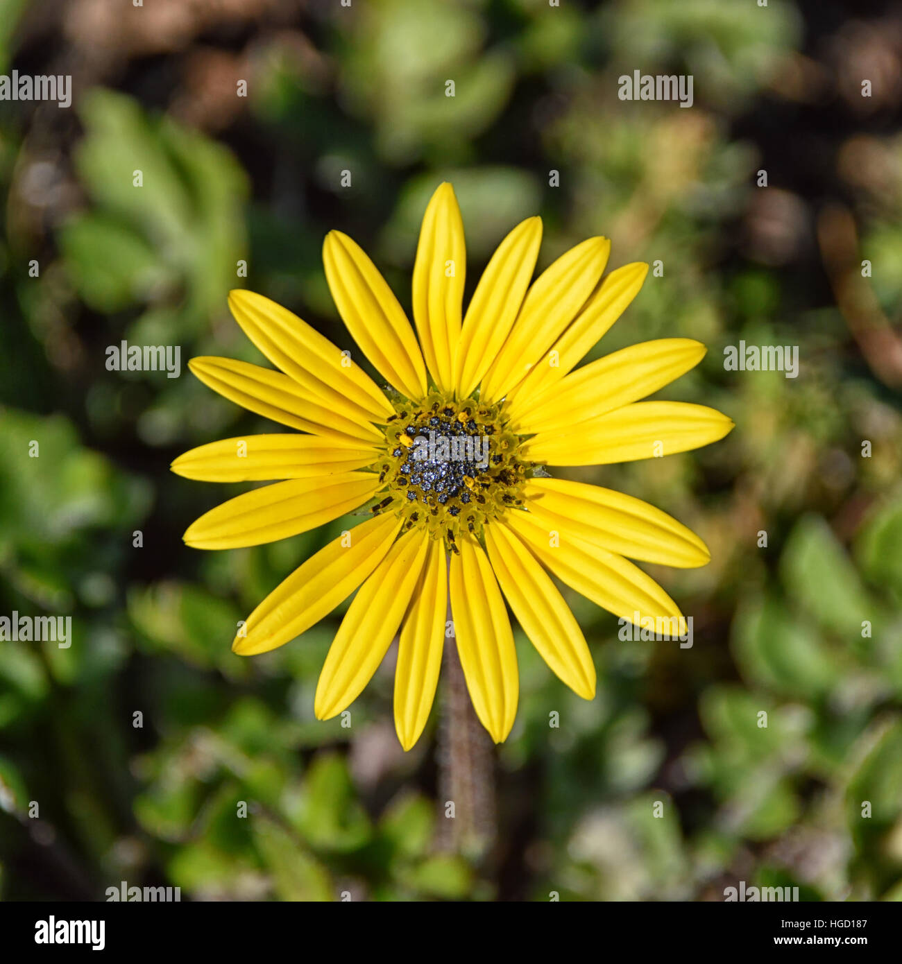 African Arctotheca calendula flower Stock Photo - Alamy