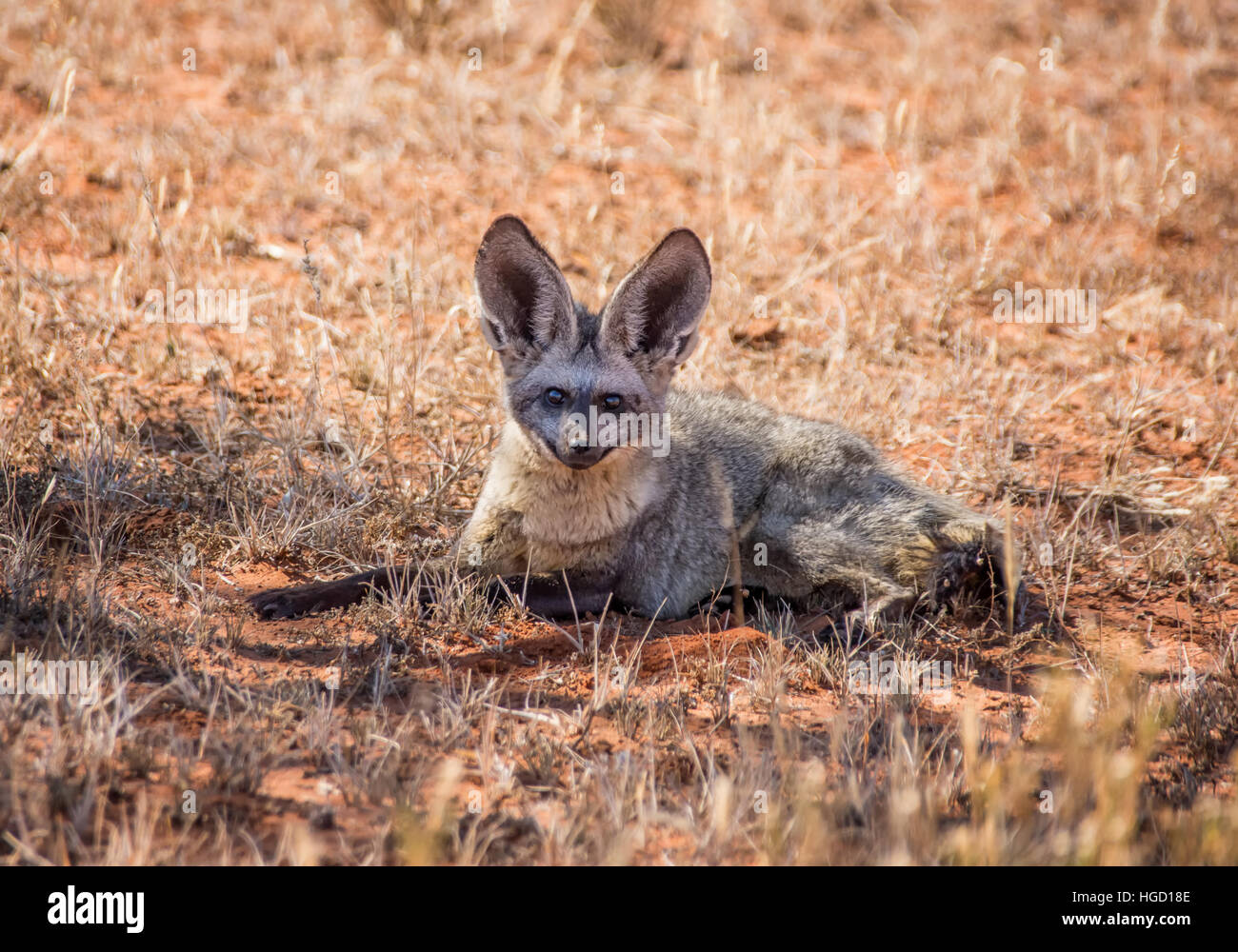 Bat-eared Fox in Southern African savanna Stock Photo - Alamy