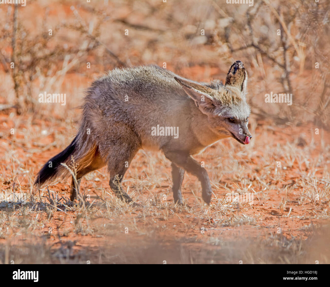 Bat-eared Fox in Southern African savanna Stock Photo - Alamy