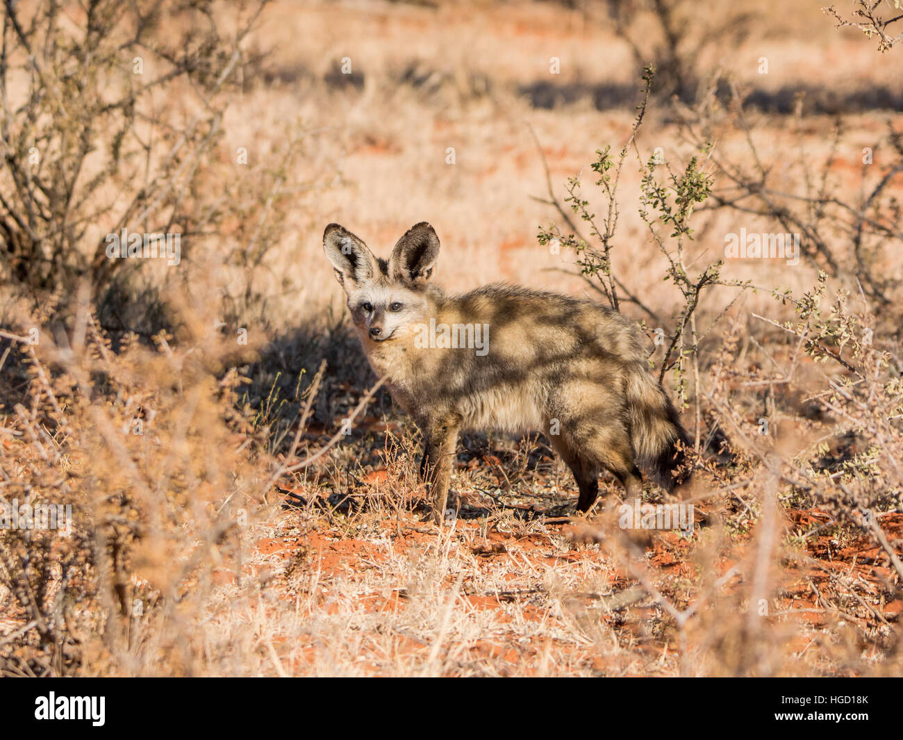 Bat-eared Fox in Southern African savanna Stock Photo - Alamy