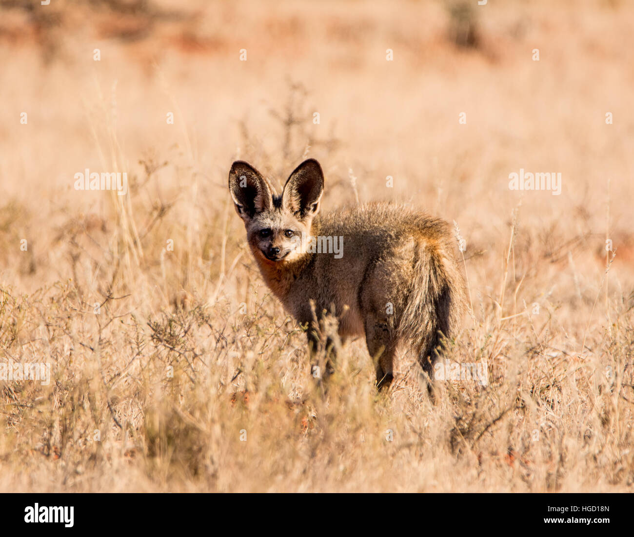 Bat-eared Fox in Southern African savanna Stock Photo - Alamy