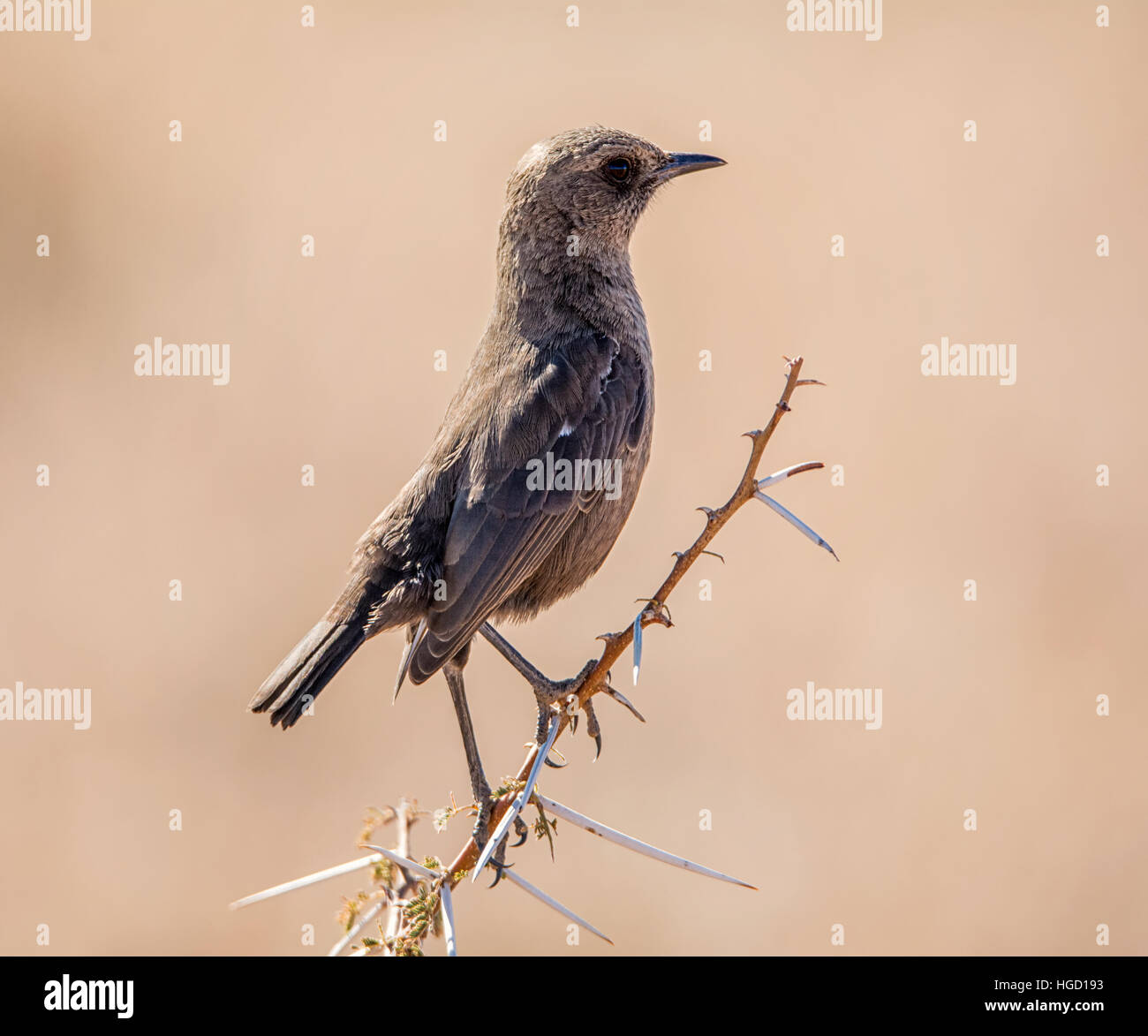 An Ant-eating Chat perched on a branch in Southern African savanna ...
