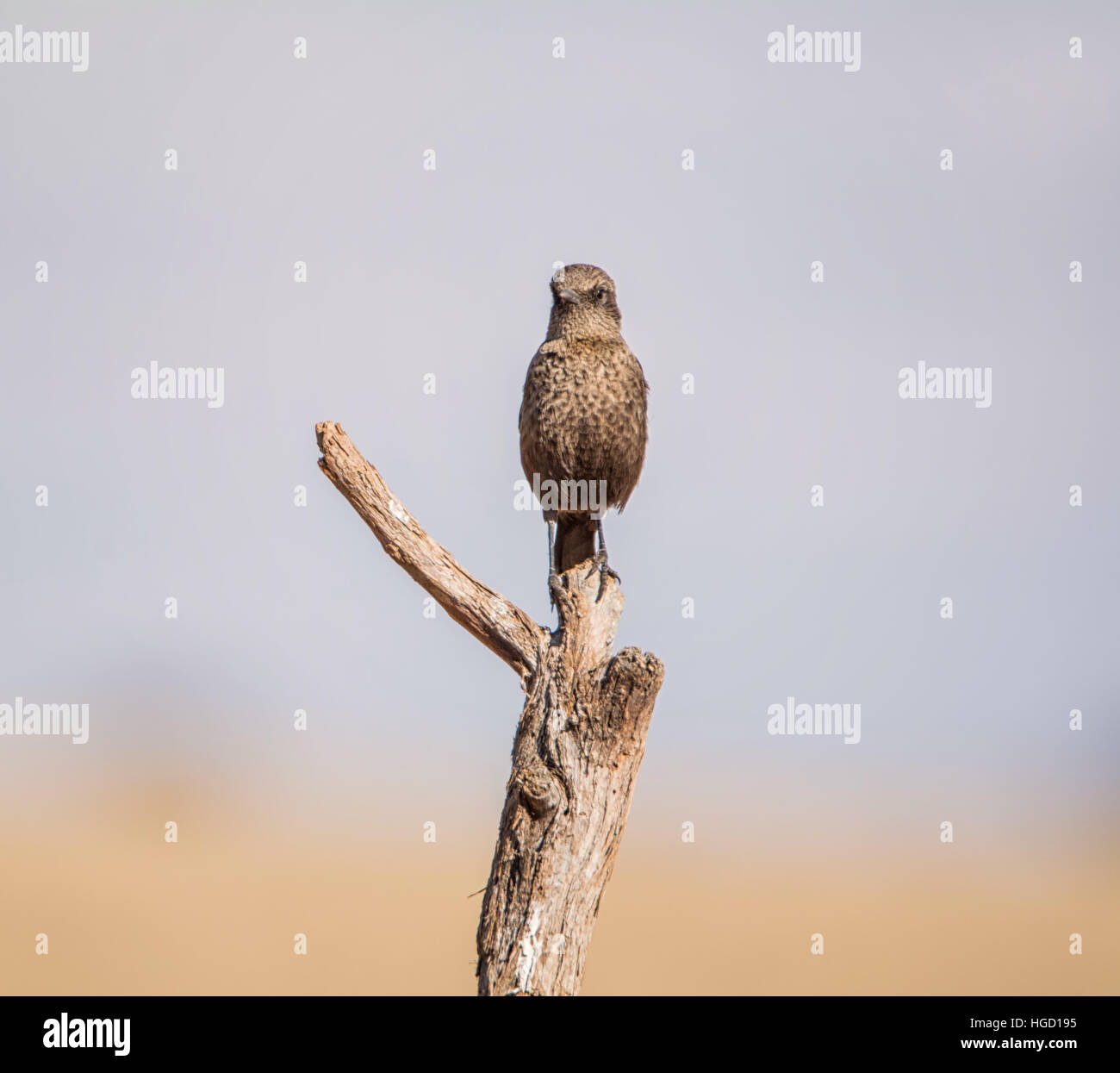 An Ant-eating Chat perched on a branch in Southern African savanna ...