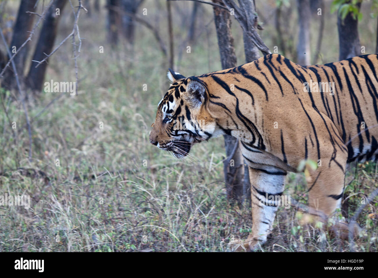 Tiger in Ranthambore National Park, India Stock Photo - Alamy