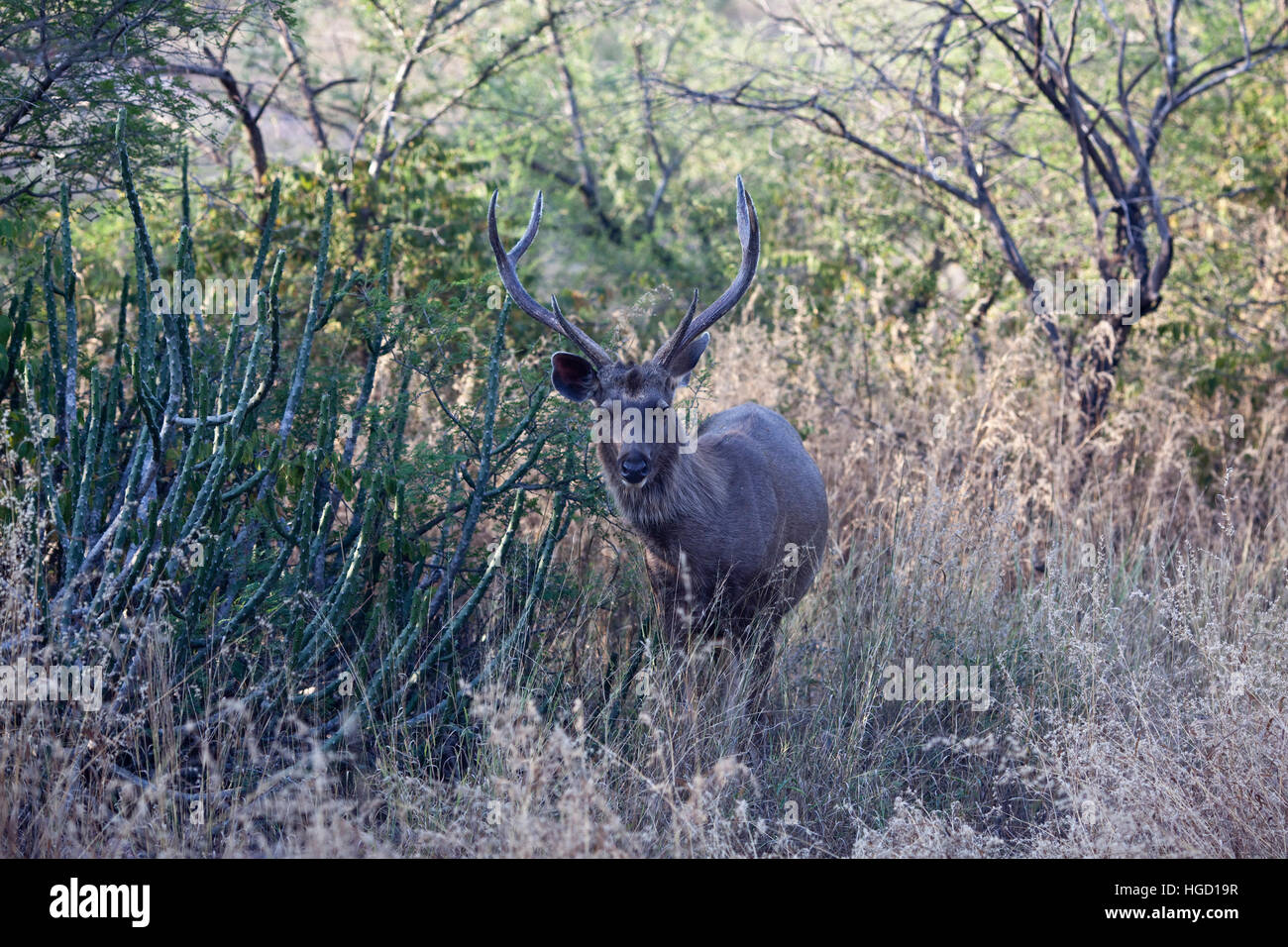 Sambar deer, Ranthambore National Park, India Stock Photo - Alamy