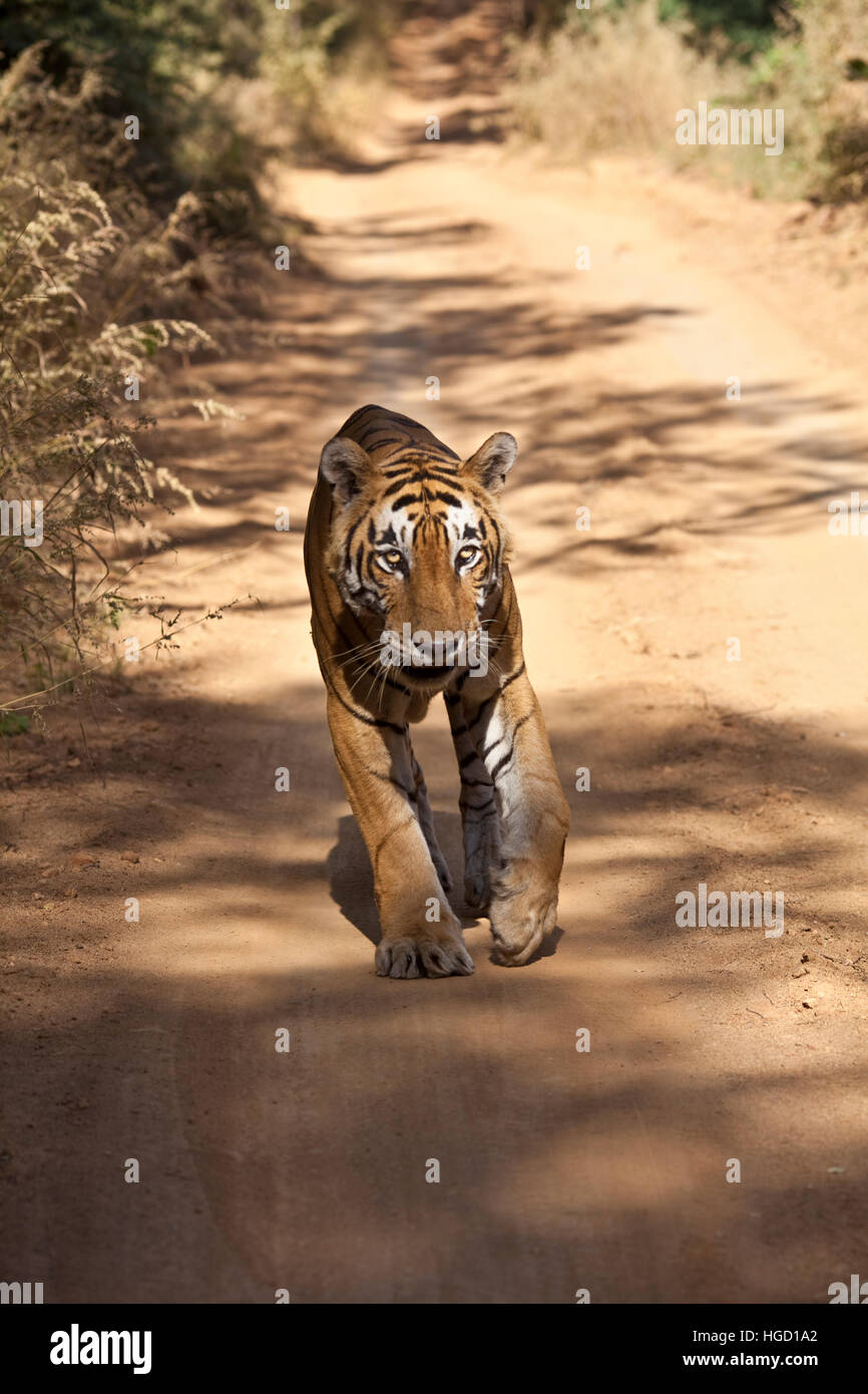 Tiger in Ranthambore National Park, India Stock Photo - Alamy